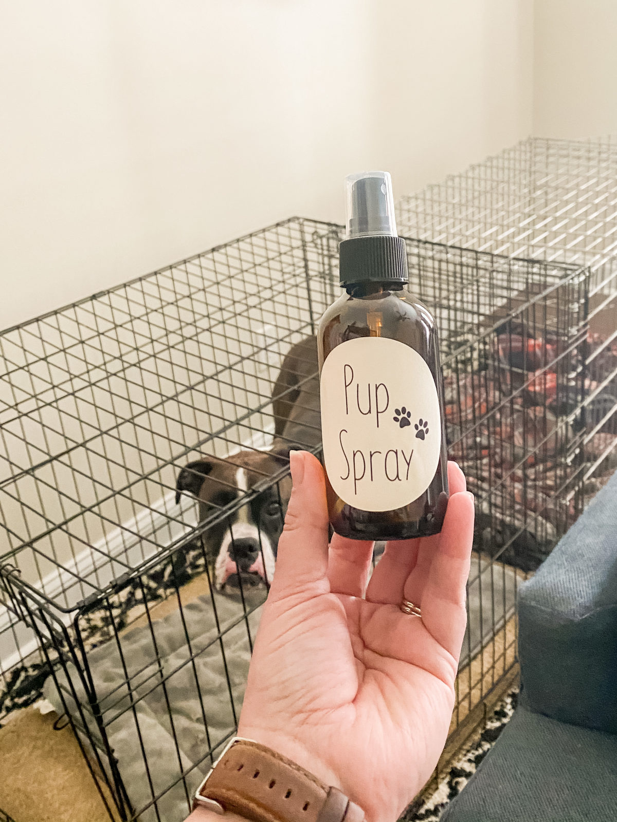 Pup Spray for the Doggies - Corry Frazier